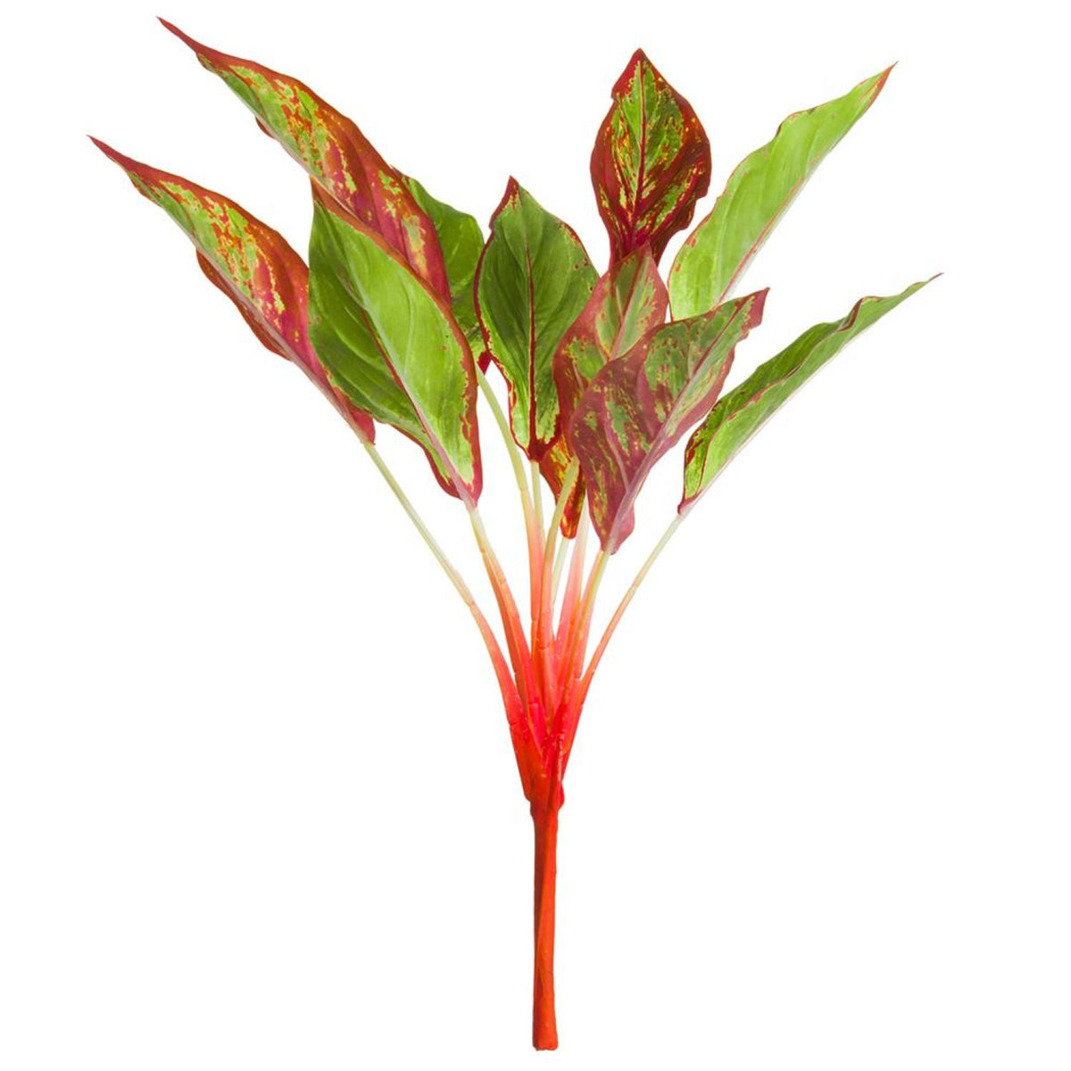 Aglaonema Bush, 23", Green Red – Love That Ribbon